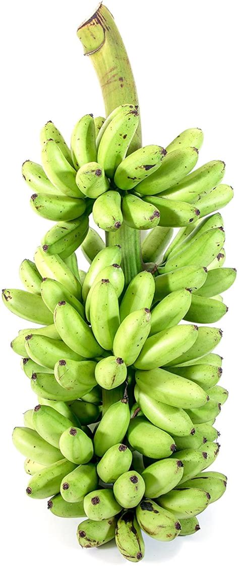 Image result for Blue Java Banana Tree