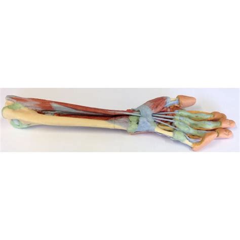 Image result for Hand Dissection