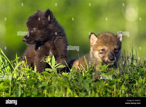 Image result for Timber Wolf