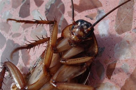 Image result for Cockroach Infestation