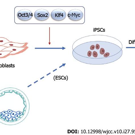 Image result for Somatic Cell Reprogramming