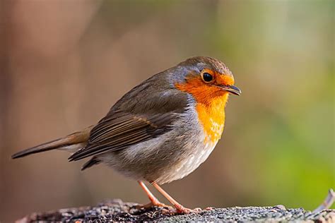 Image result for Real Life Examples of Lossless Compression