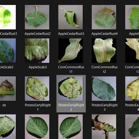 Image result for Leaf Disease Detection Usin Random Forest Algorithm Working Process