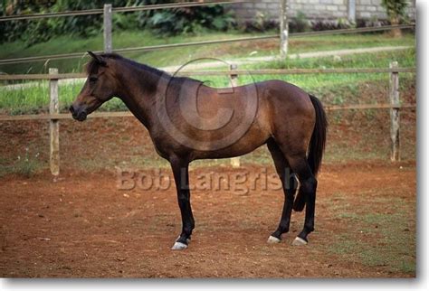 Image result for Kony Java