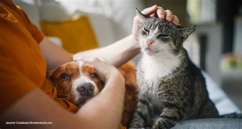 Image result for Pets Status