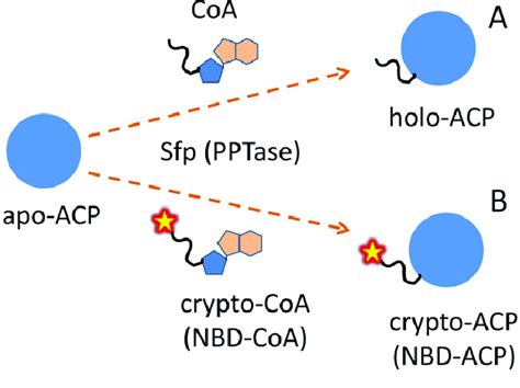 Image result for ACP Linked with Static Structural
