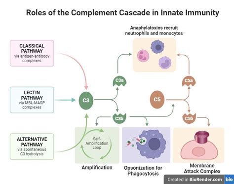 Image result for Complement System Types