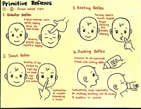Image result for Infant Reflex Development