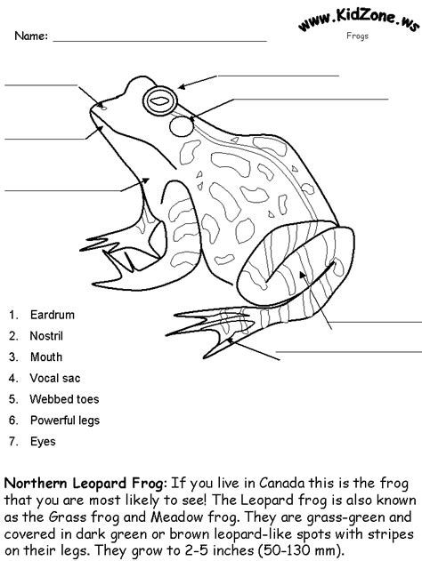 Image result for Frog Anatomy Dissection