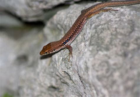 Image result for Lizard Feet