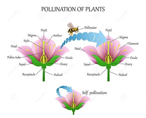 Image result for Types of Cross Pollination