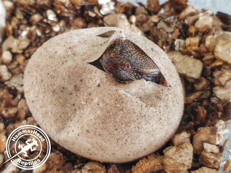 Image result for Lizard Hatching