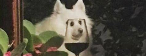 Image result for Bark Script Pastebin