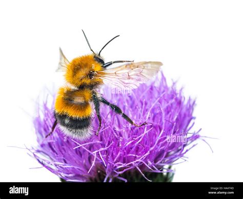 Image result for Pollinating Types of Bees