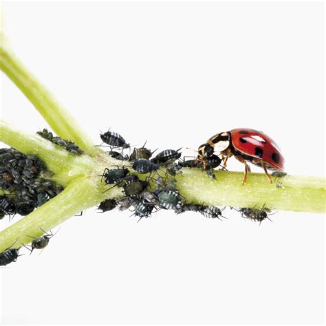 Image result for Stranded Wire Outlet