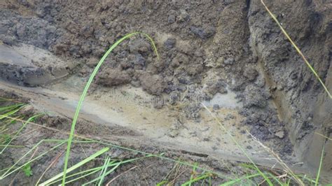 Image result for Planting in Humus