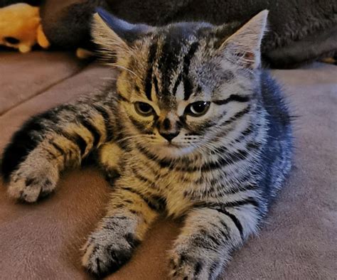 Image result for Grumpy Cat Angry