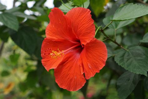 Image result for Hibiscus Flower Dissection