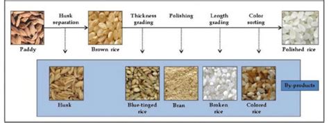 Image result for Chapter 12 Milled Rice