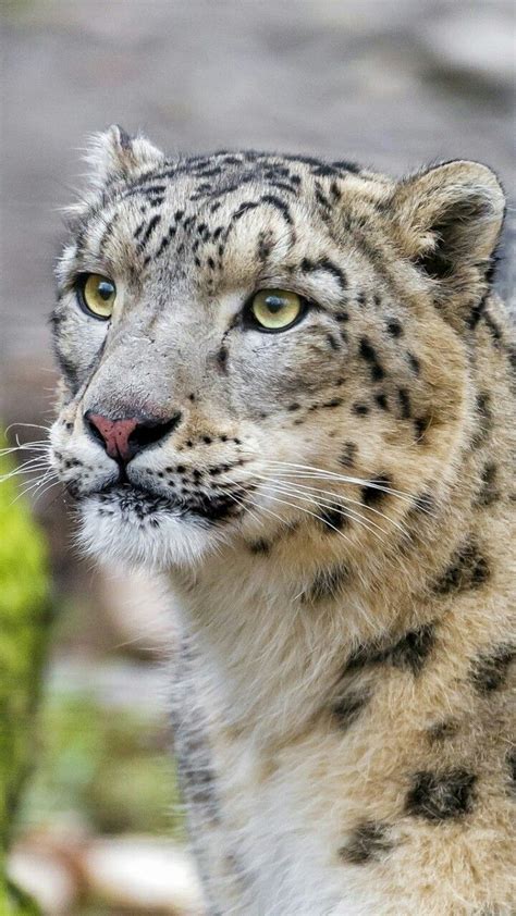 Image result for Snow Leopard Looking Forward