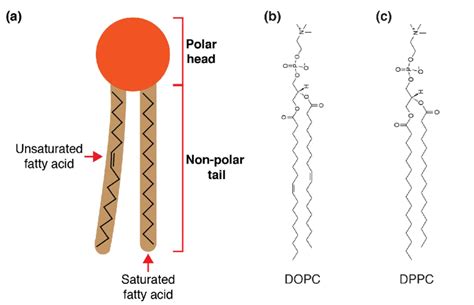 Image result for Phospholipid Structure Expanded Structure