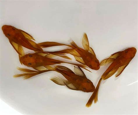 Image result for Angels Plus Angelfish