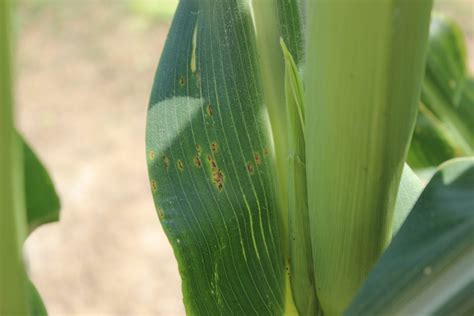 Image result for Common Rust