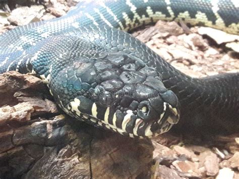 Image result for Boelen's Python