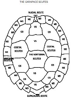 Image result for Tortoise Body Parts