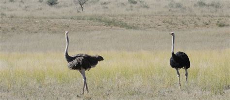 Image result for Shell Mahalapye