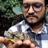 Image result for Turtles Making Sounds