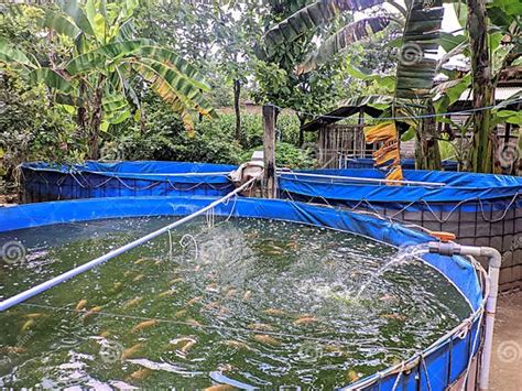 Image result for Fish Farm Example