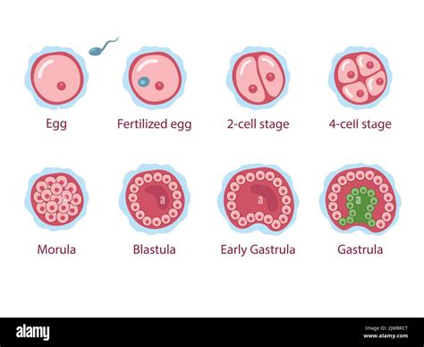 Image result for Blastula Development