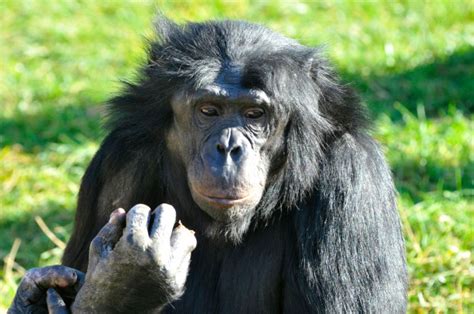 Image result for Famous Chimpanzee Sign Language