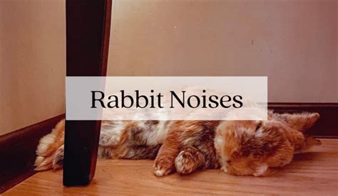 Image result for Rabbit Squeaking