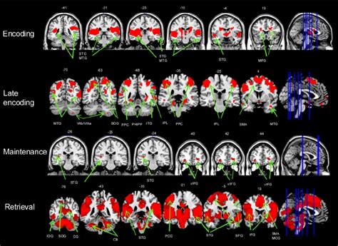 Image result for Sternberg Task PsychoPy Build