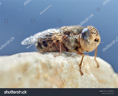 Image result for Mouse Bot Fly