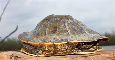 Image result for Northern Map Turtle Life Cycle