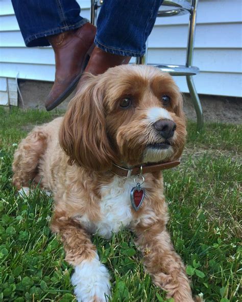 Image result for Red and White Cockapoo