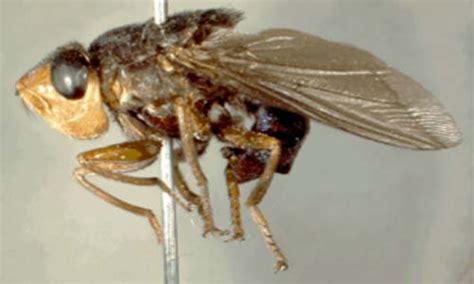 Bot Fly Removal: A Complete Guide To Botfly And Its Larvae Extraction