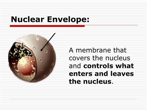 Image result for Nuclear Envelope Simple Image
