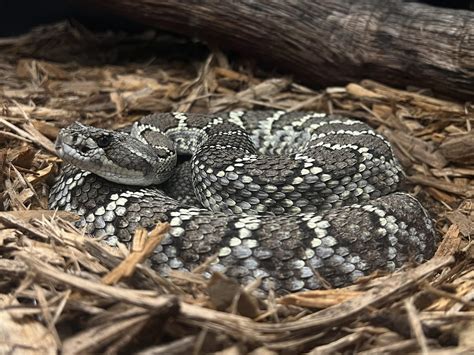 Image result for Golden Child Reticulated Python