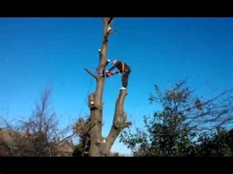 Image result for Tree Pull Fail