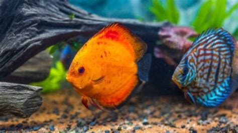 Image result for Live Discus Fish