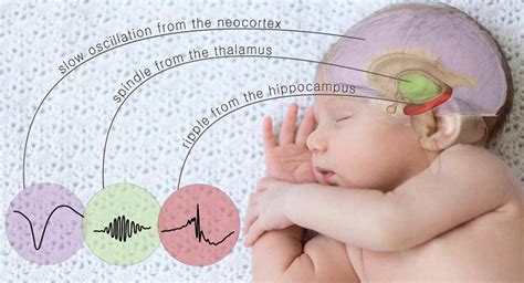 Image result for Brain Learning Sleep