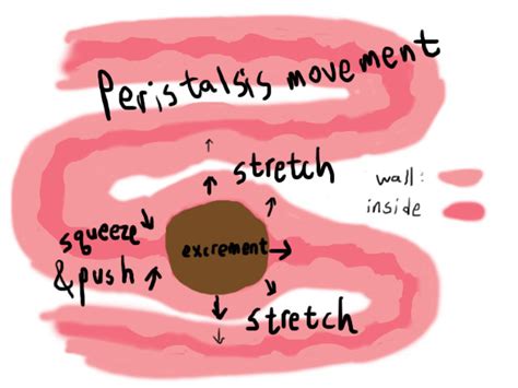 Image result for Straining Bowel Animation