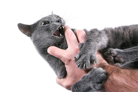 Image result for Cat Training Hand Aggression