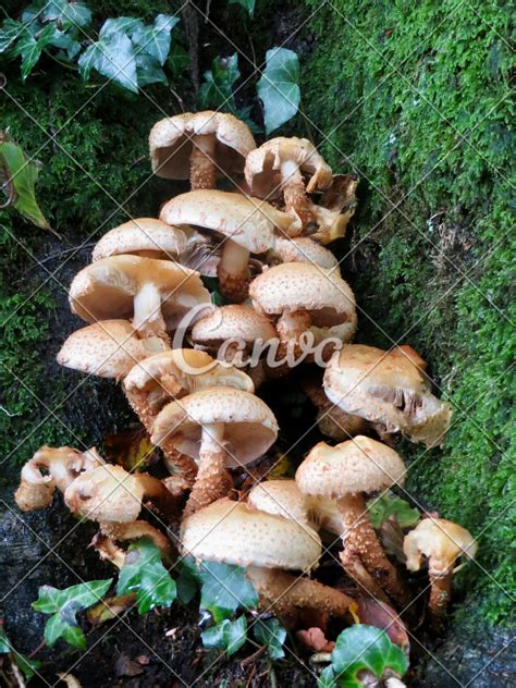 Image result for Ash Tree Bug