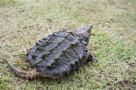 Image result for Large Snapping Turtle