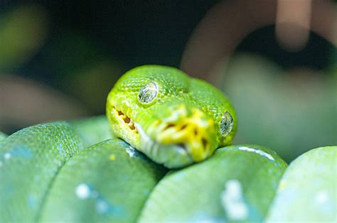 Image result for Green Tree Python Venomous